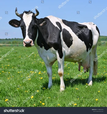 Cattle (enemy) | Animal Simulator Wiki | Fandom