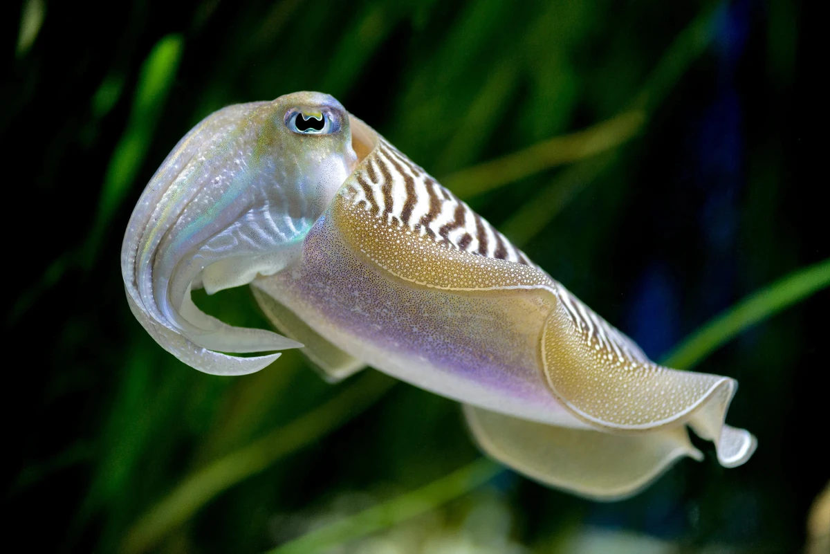 Cuttlefish | Animal Simulator Wiki | Fandom
