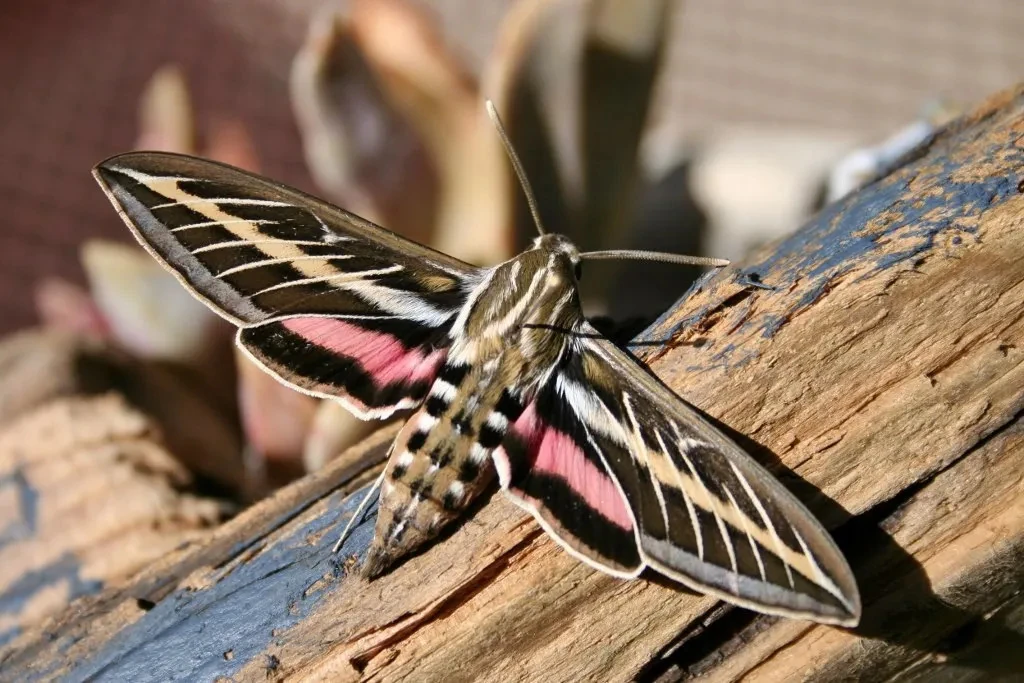 Moth (enemy) | Animal Simulator Wiki | Fandom