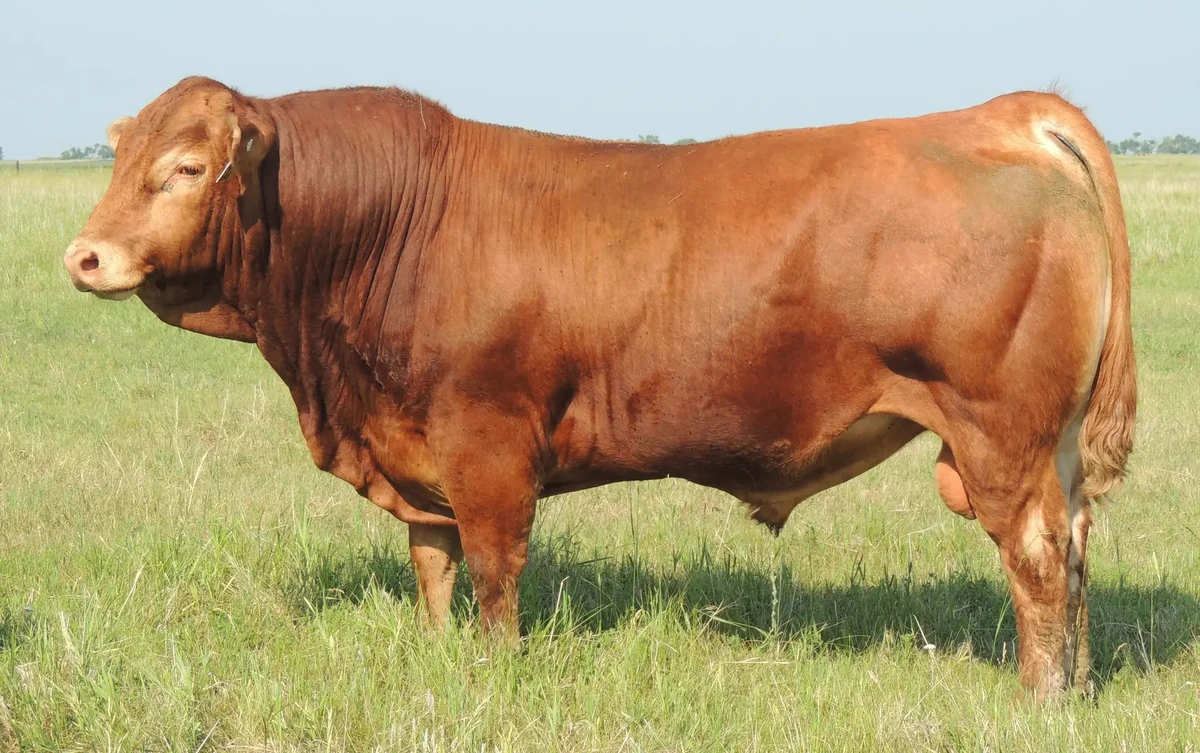 Mixed breed cattle | Animal Simulator Wiki | Fandom