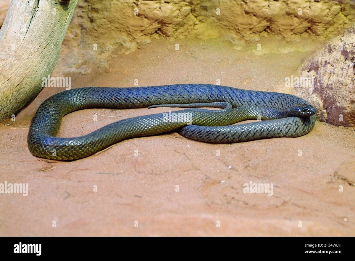 Taipan | Animal Simulator Wiki | Fandom