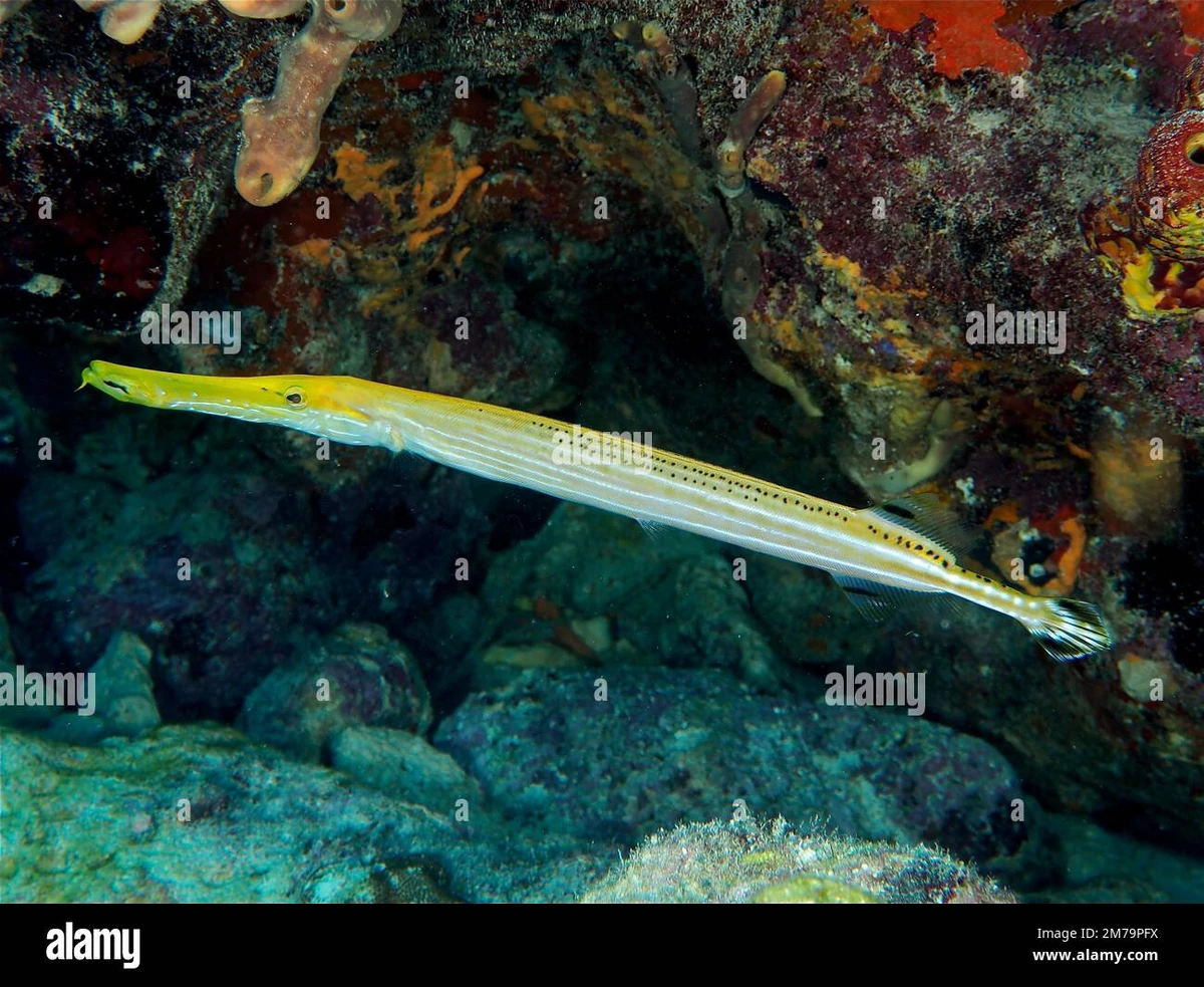 Trumpetfish | Animal Simulator Wiki | Fandom