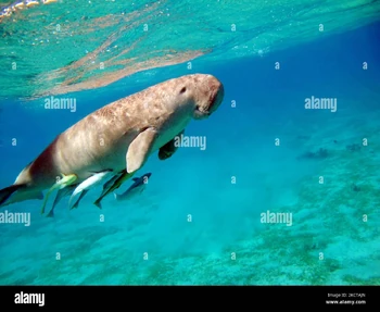 Dugong (playable animal) | Animal Simulator Wiki | Fandom