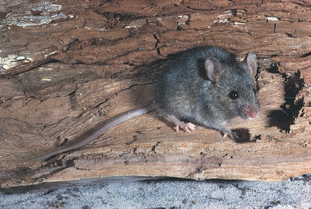 Mouse (enemy) | Animal Simulator Wiki | Fandom
