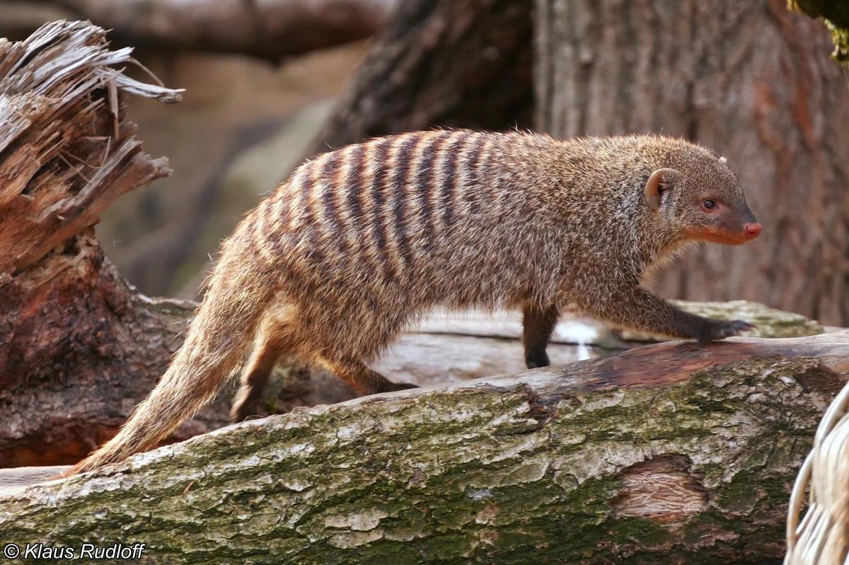 Mongoose (enemy) | Animal Simulator Wiki | Fandom