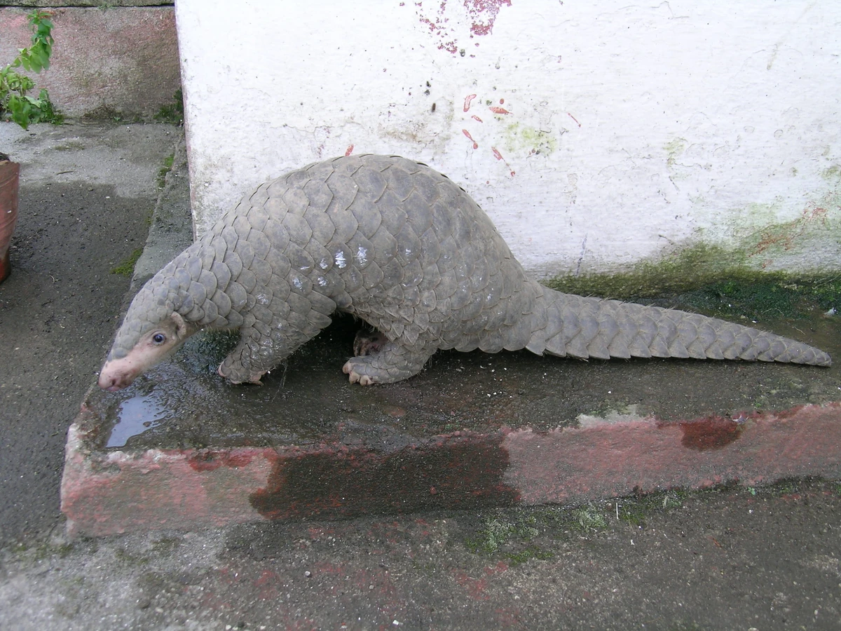 Pangolin | Animal Simulator Wiki | Fandom