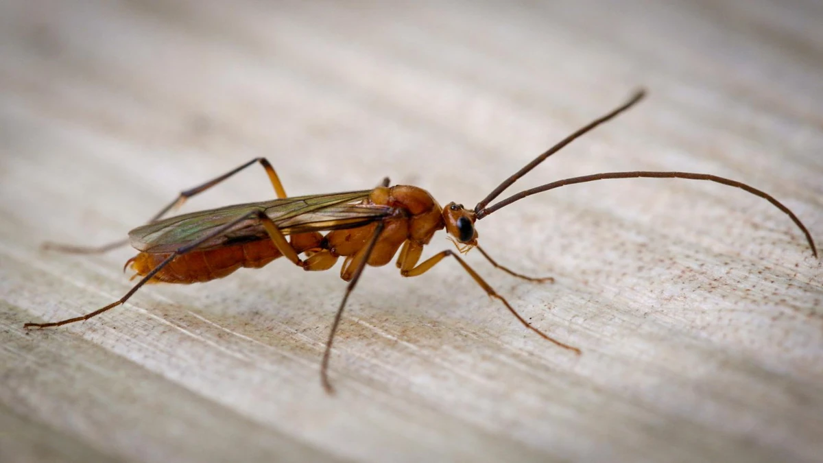 Fire ant | Animal Simulator Wiki | Fandom