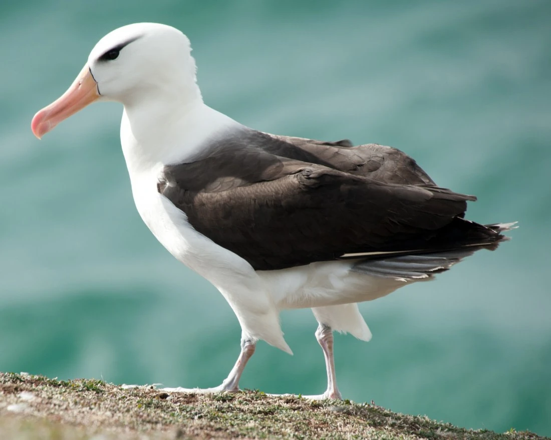 Albatross | Animal Simulator Wiki | Fandom