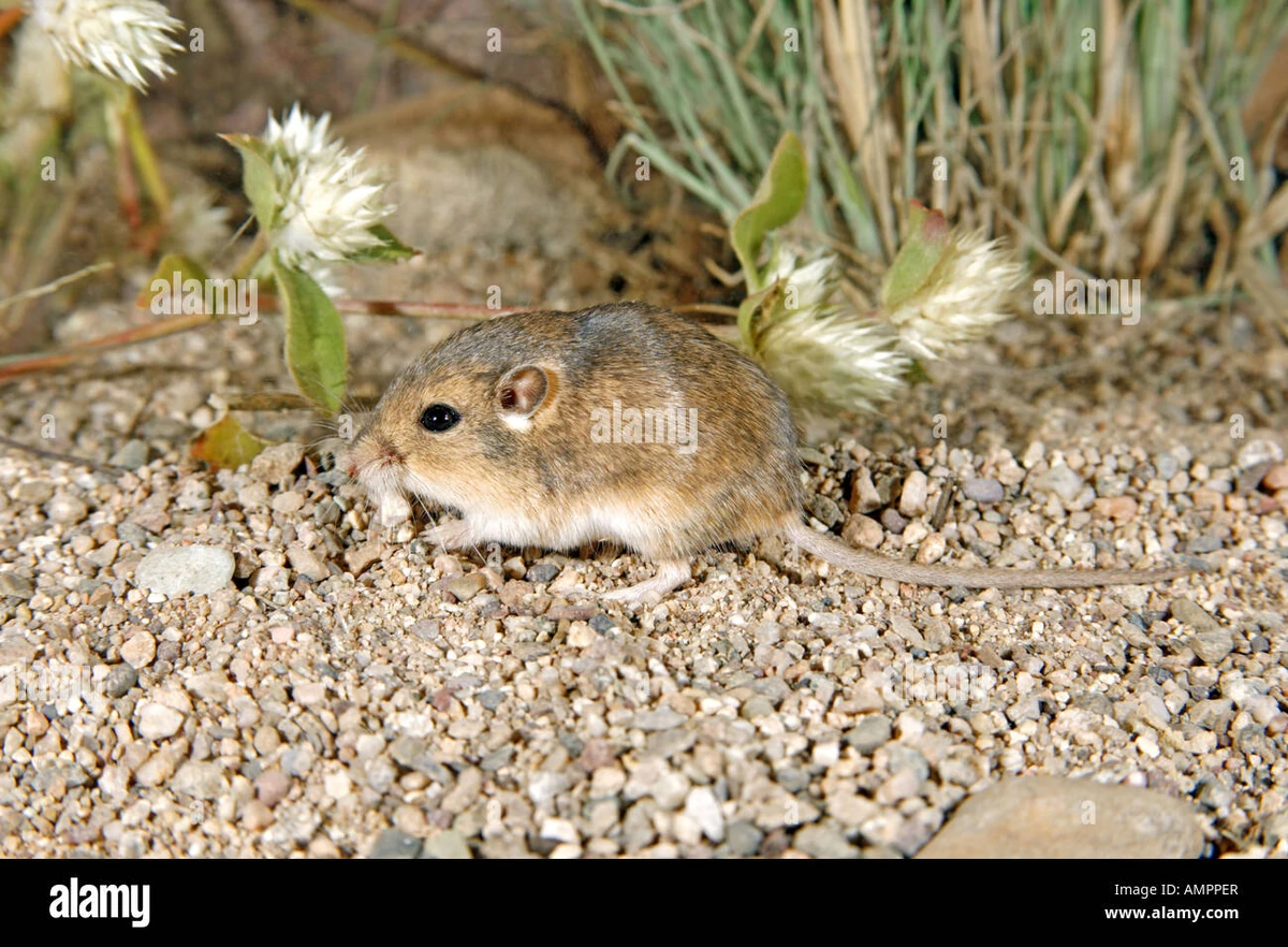 Pocket mouse | Animal Simulator Wiki | Fandom