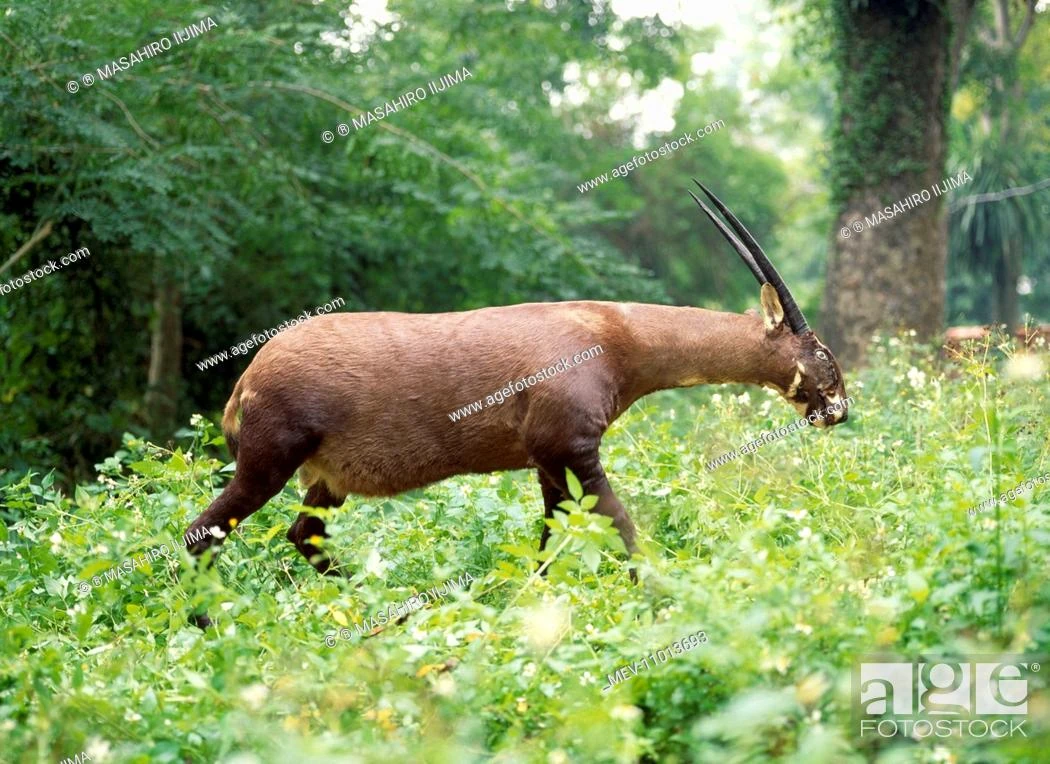 Saola | Animal Simulator Wiki | Fandom