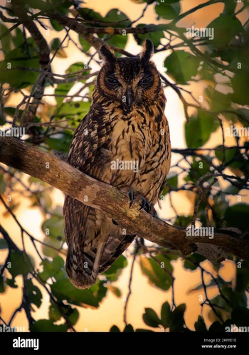 Owl (enemy) | Animal Simulator Wiki | Fandom