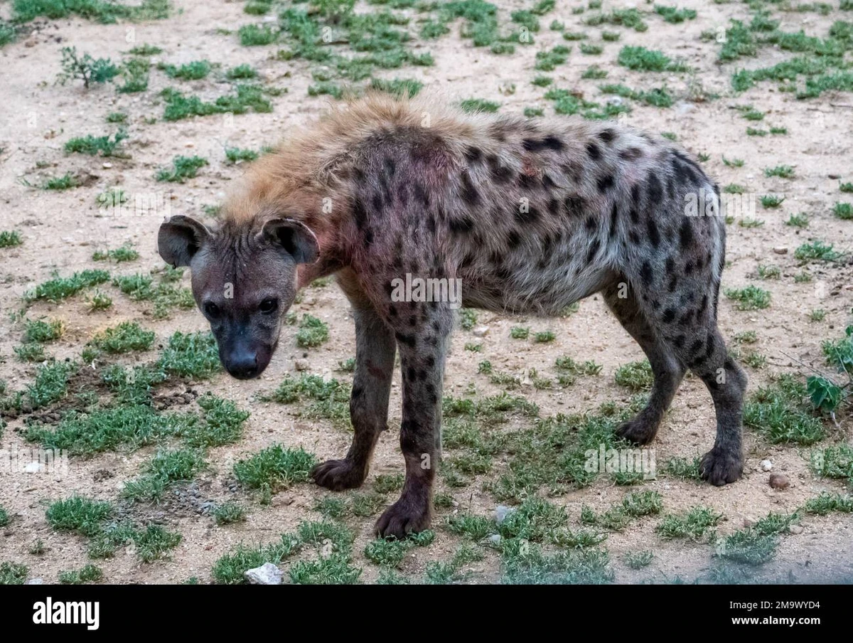 Hyena (boss) | Animal Simulator Wiki | Fandom