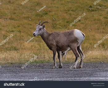 Ram (minion) | Animal Simulator Wiki | Fandom