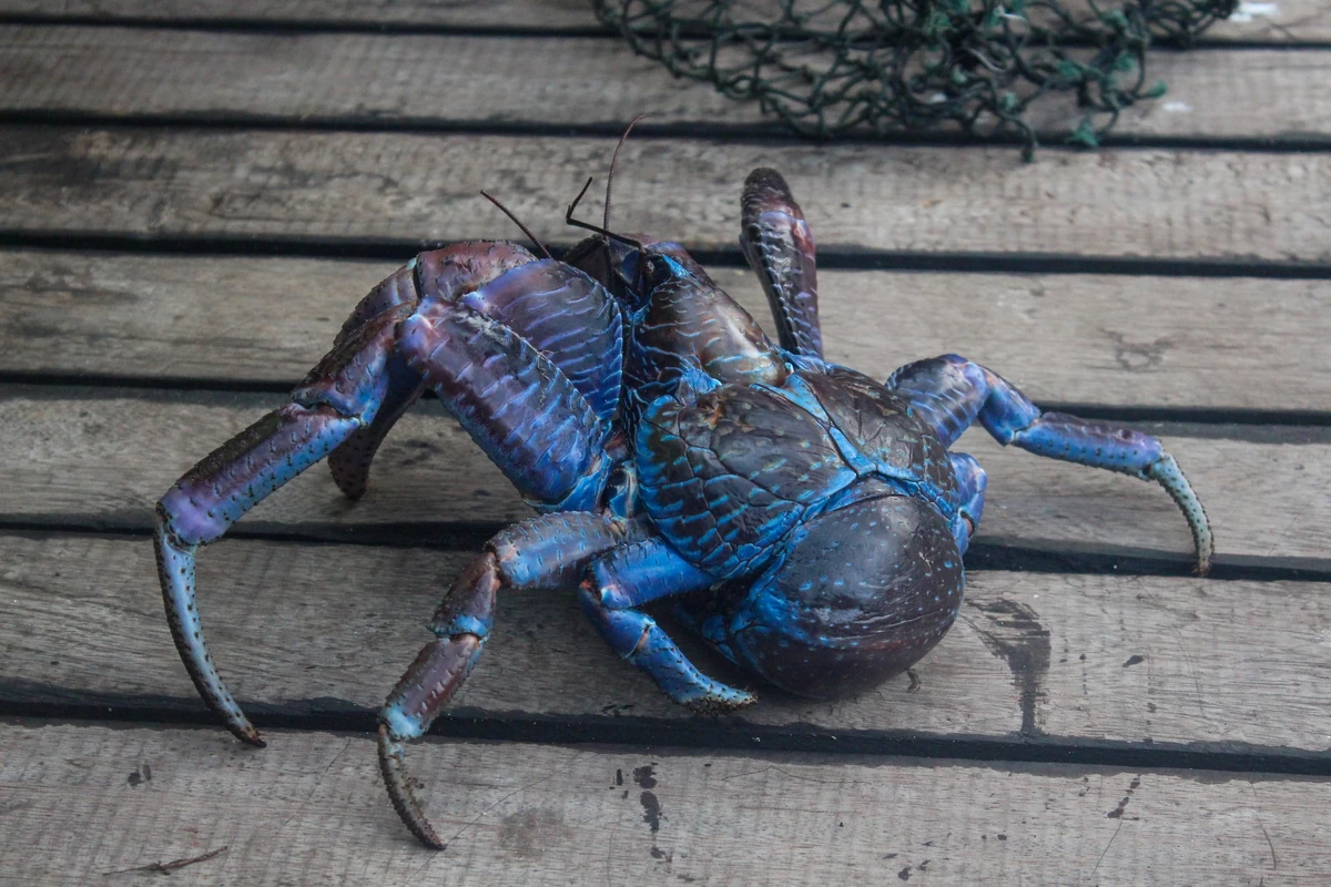 Coconut crab | Animal Simulator Wiki | Fandom