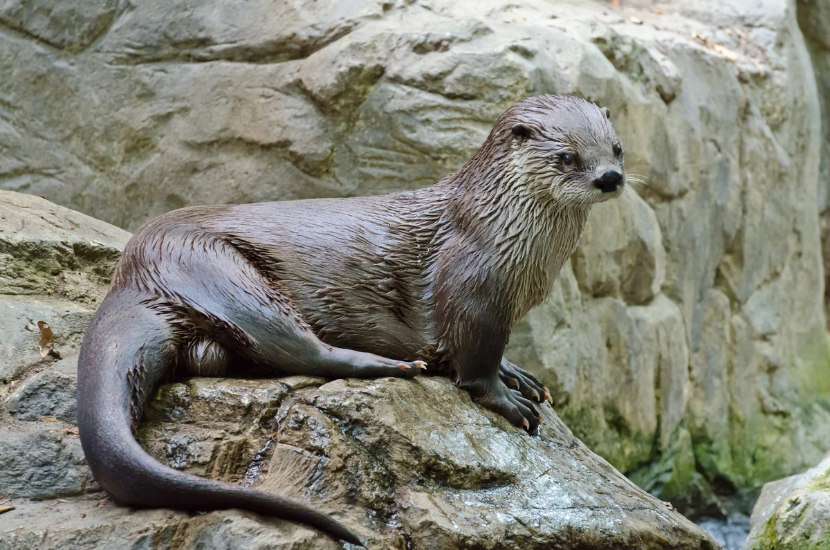 Otter (enemy) | Animal Simulator Wiki | Fandom