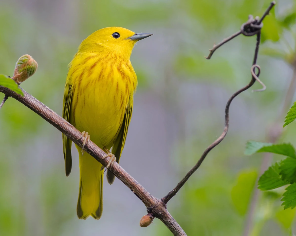 Warbler | Animal Simulator Wiki | Fandom