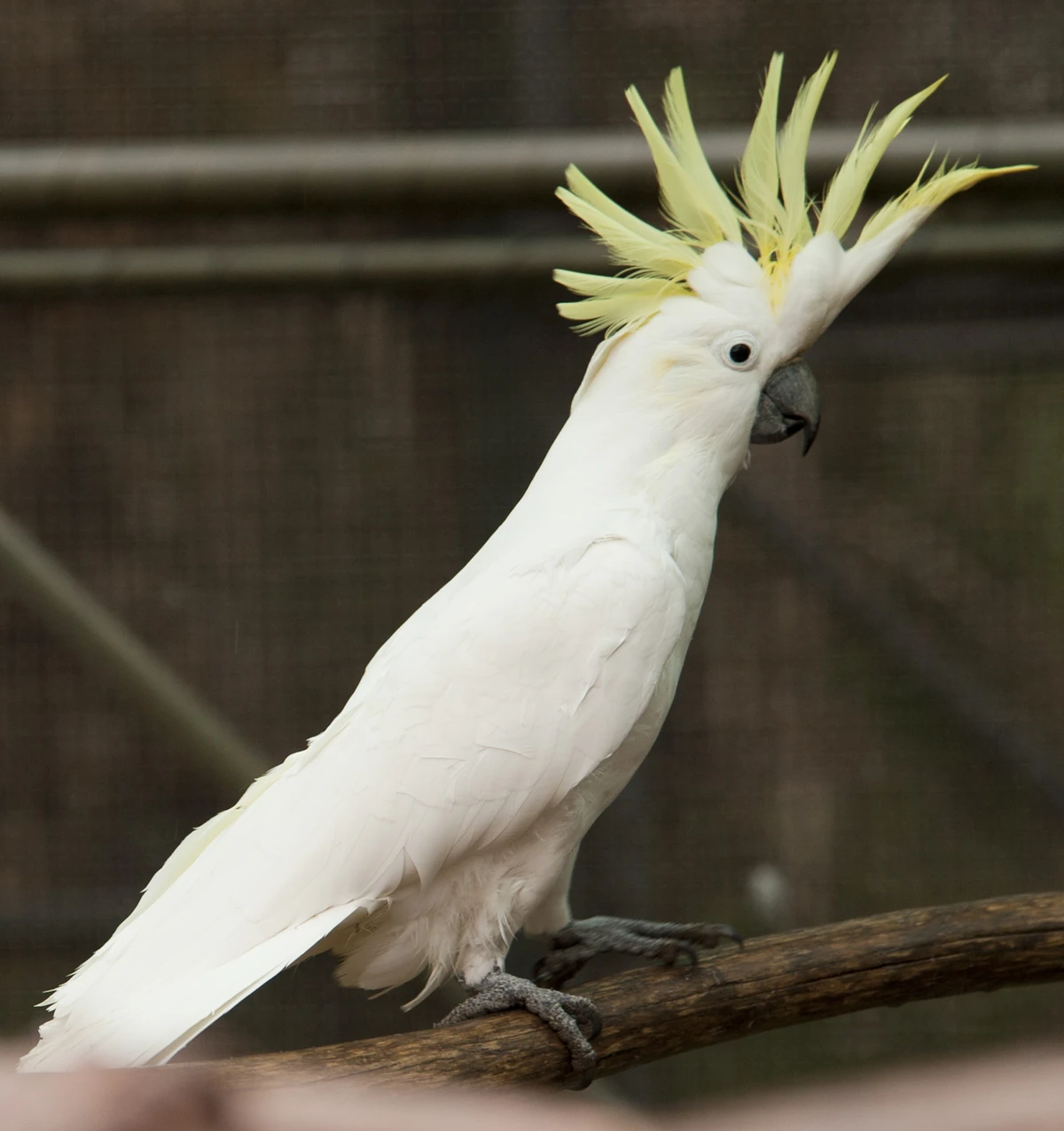 Cockatoo | Animal Simulator Wiki | Fandom