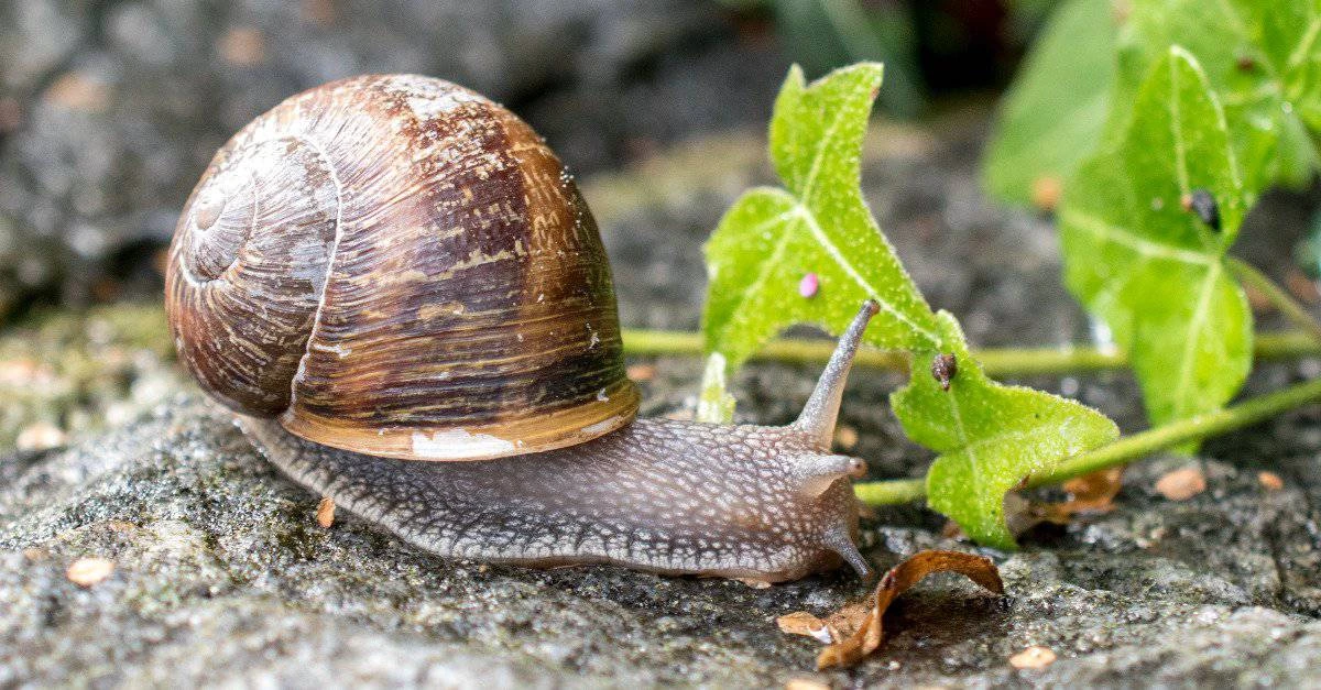 Snail (enemy) | Animal Simulator Wiki | Fandom