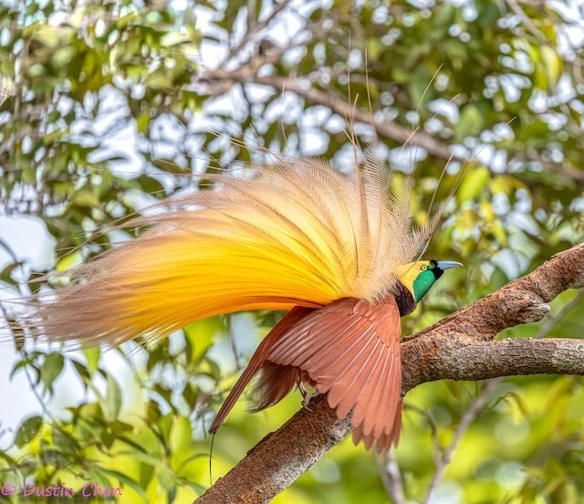 Bird-of-paradise | Animal Simulator Wiki | Fandom