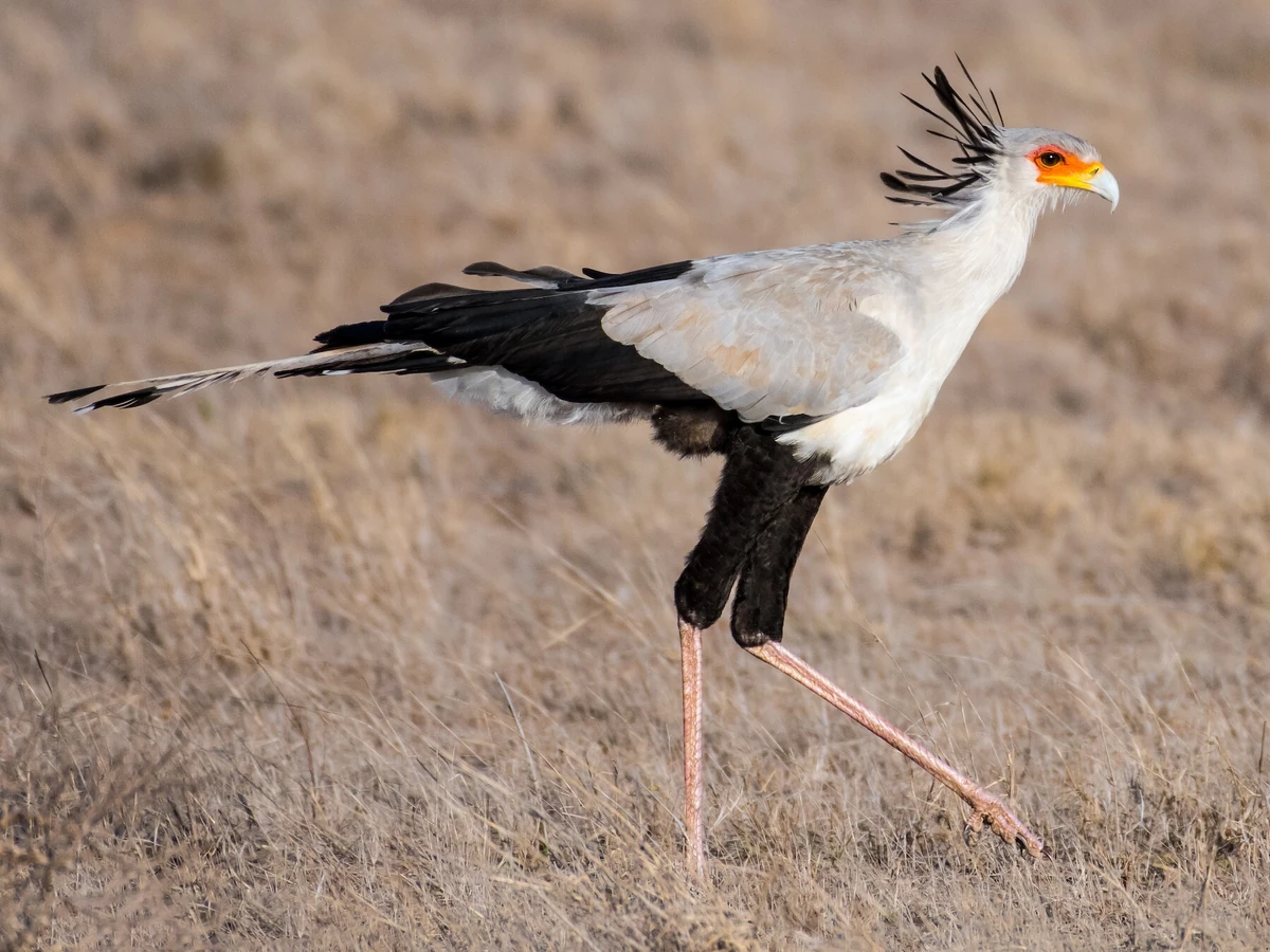 Secretarybird | Animal Simulator Wiki | Fandom