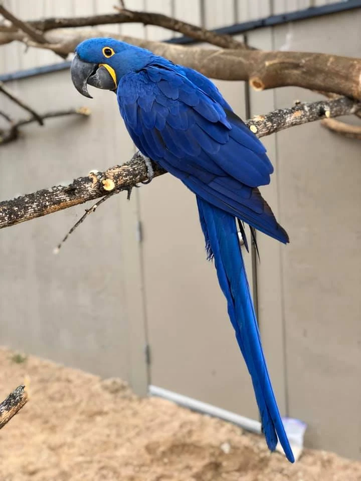 Hyacinth macaw | Animal Simulator Wiki | Fandom