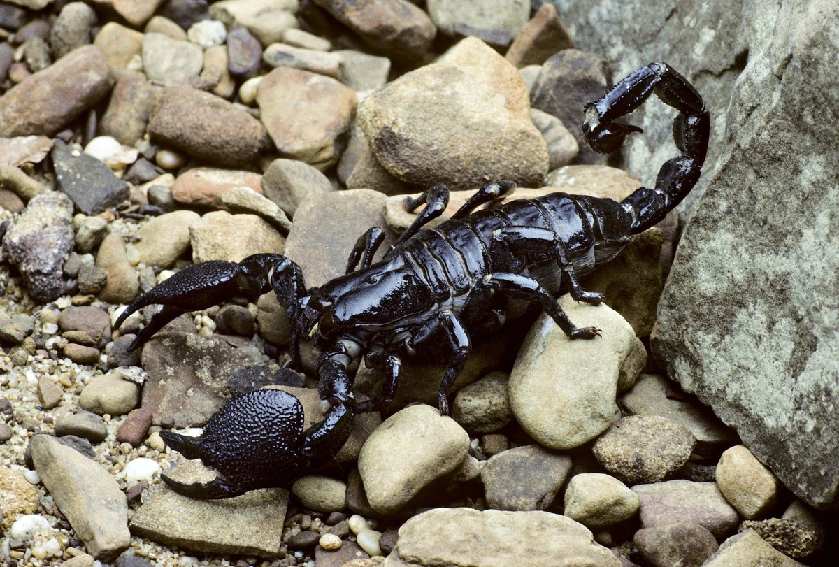Scorpion (enemy) | Animal Simulator Wiki | Fandom