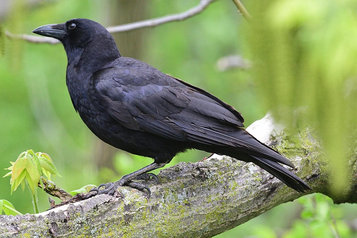 Crow (enemy) | Animal Simulator Wiki | Fandom