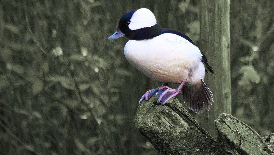 Bufflehead | Animal Simulator Wiki | Fandom