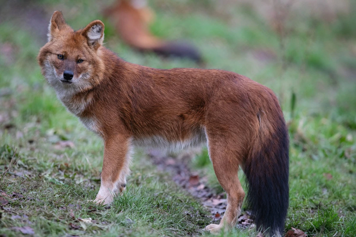 Dhole | Animal Simulator Wiki | Fandom