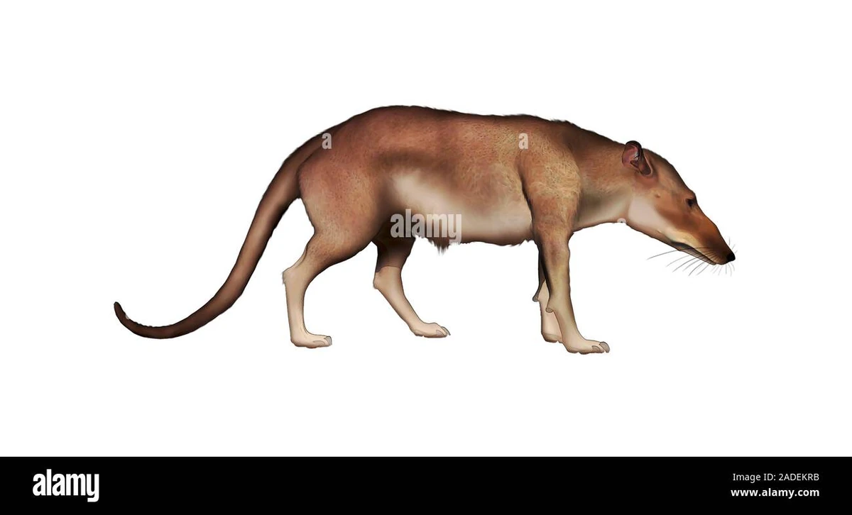 Pakicetus | Animal Simulator Wiki | Fandom