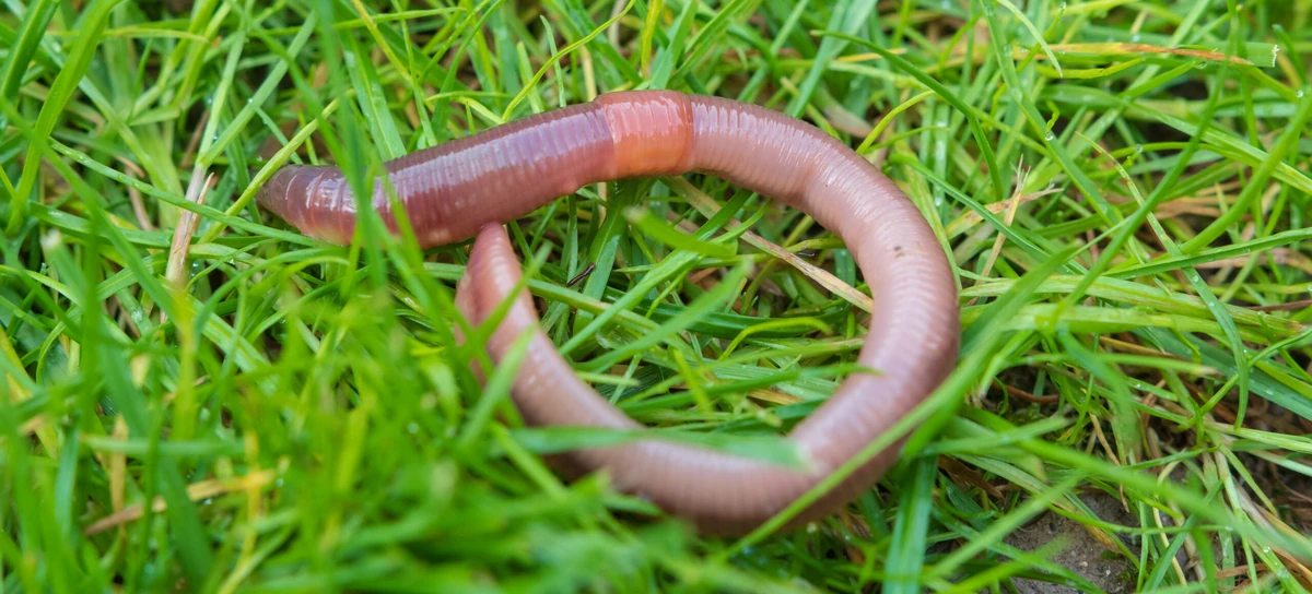 Worm (enemy) | Animal Simulator Wiki | Fandom