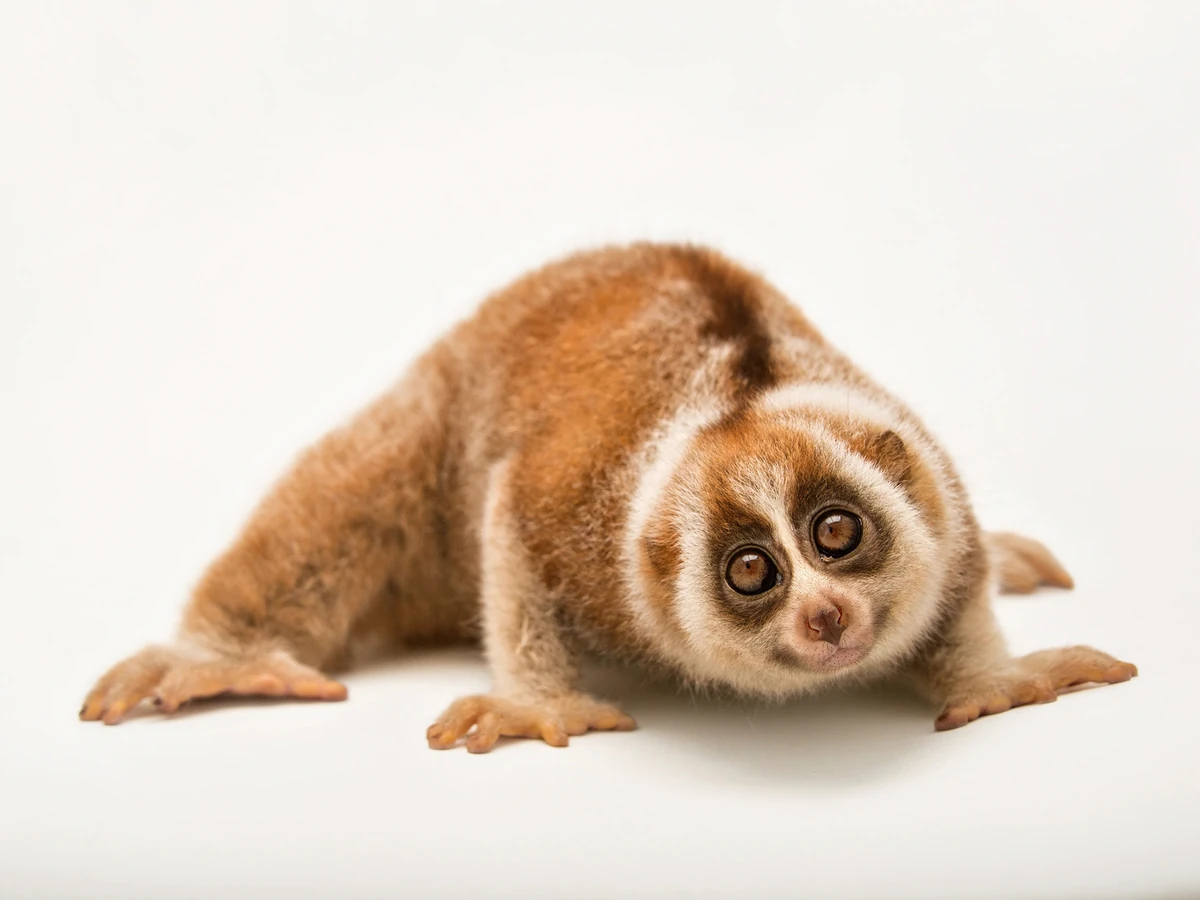 Loris | Animal Simulator Wiki | Fandom