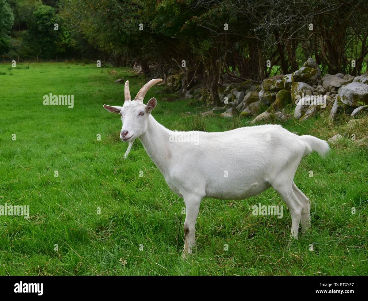 Goat (playable animal) | Animal Simulator Wiki | Fandom