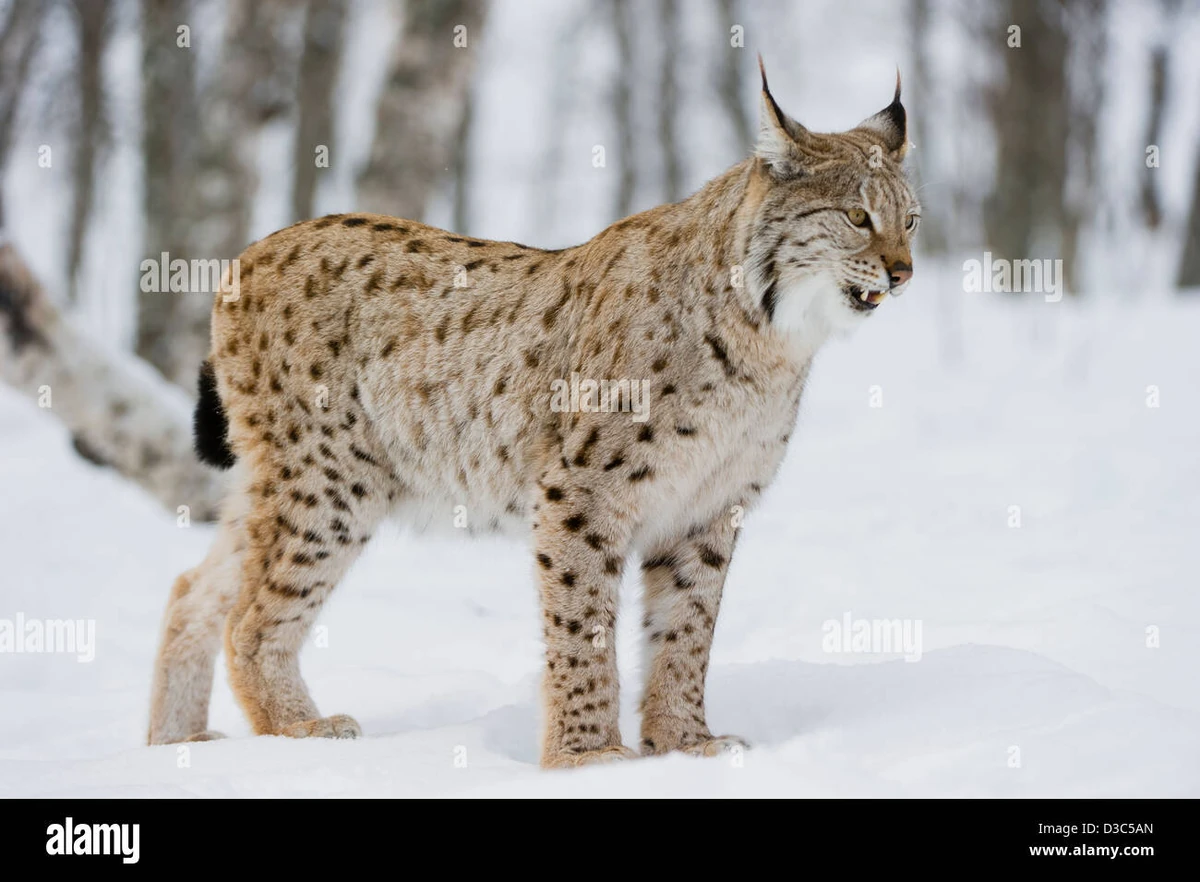 Lynx (enemy) | Animal Simulator Wiki | Fandom