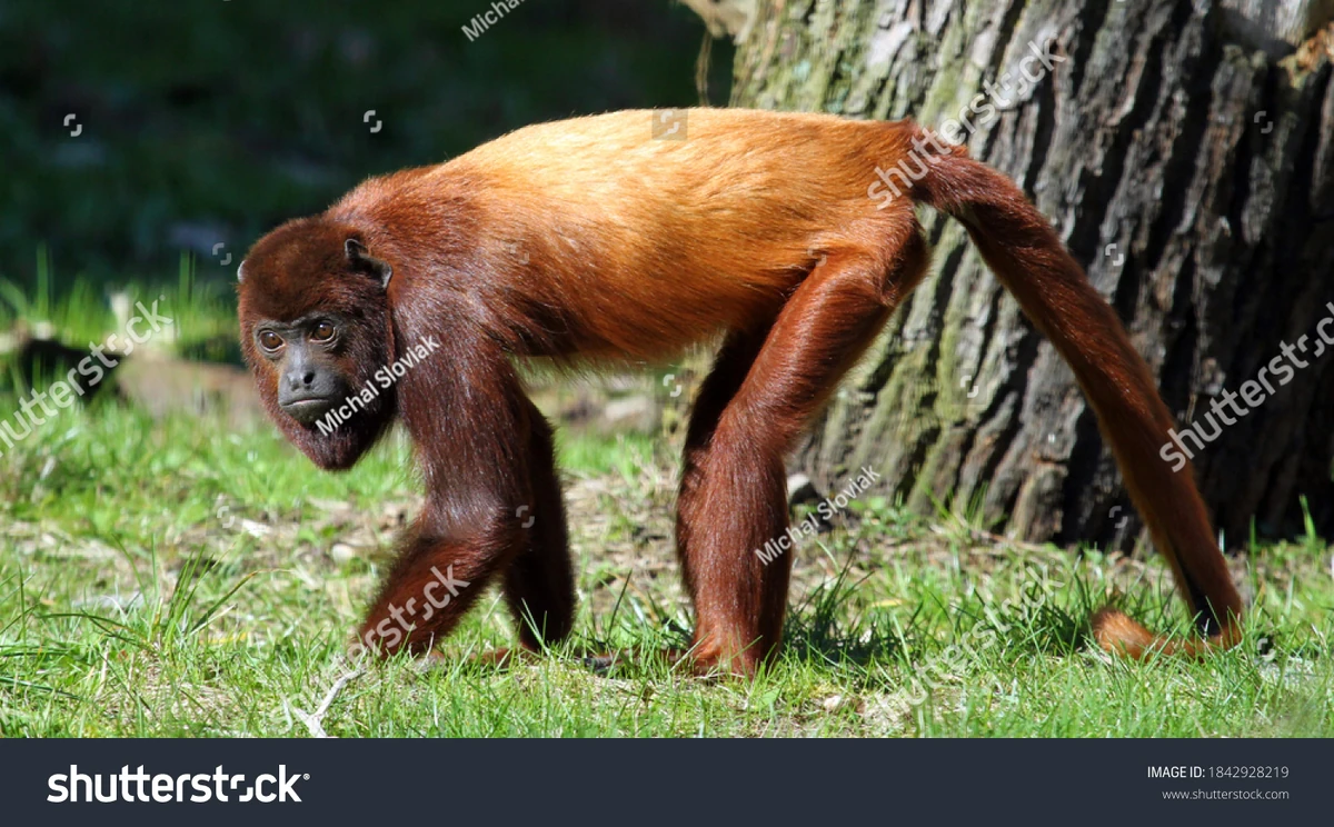 Howler monkey | Animal Simulator Wiki | Fandom
