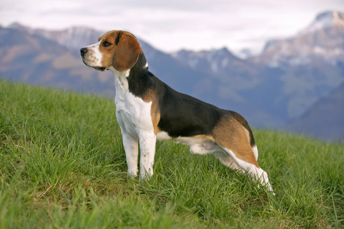 Beagle | Animal Simulator Wiki | Fandom