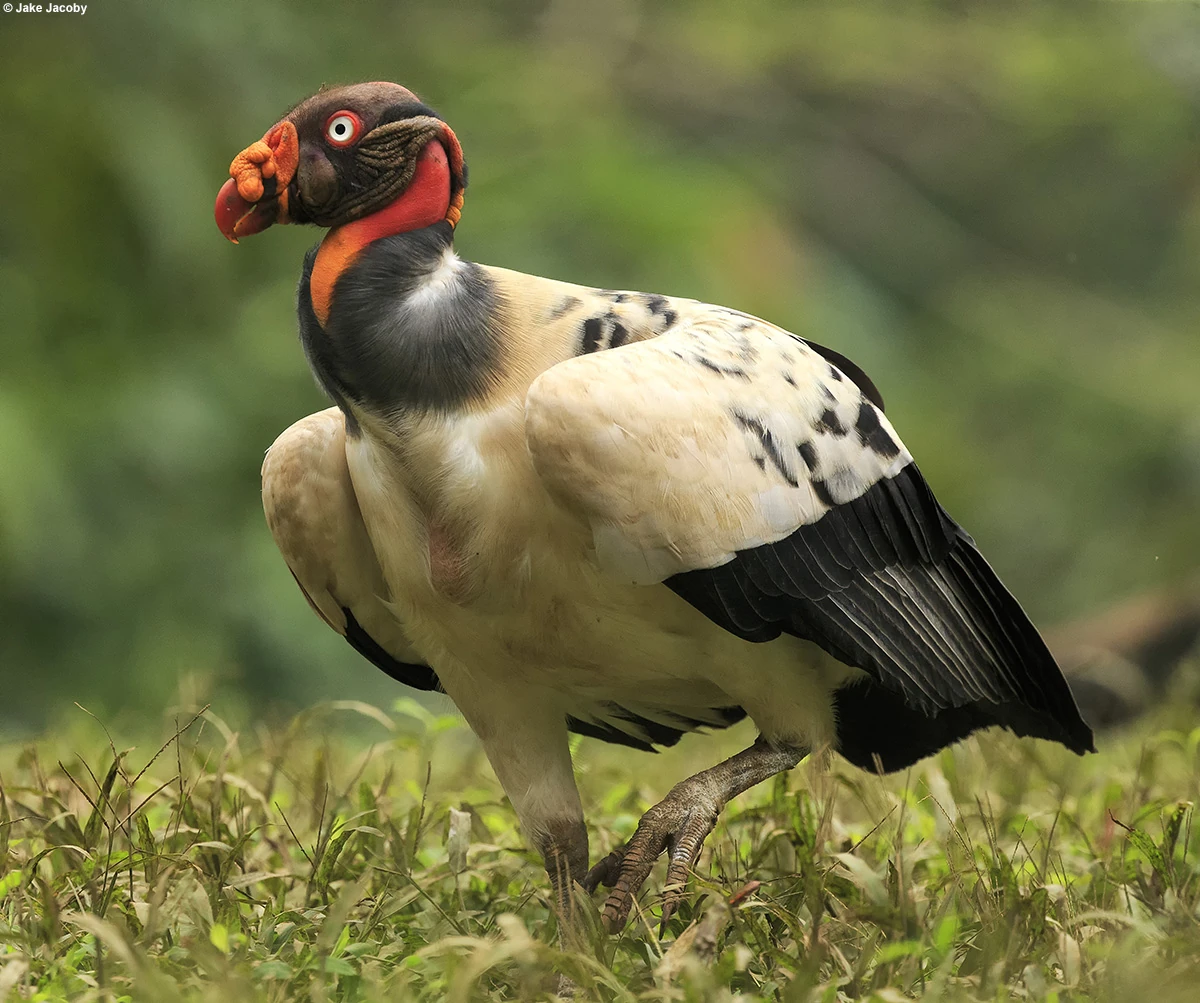 King vulture | Animal Simulator Wiki | Fandom