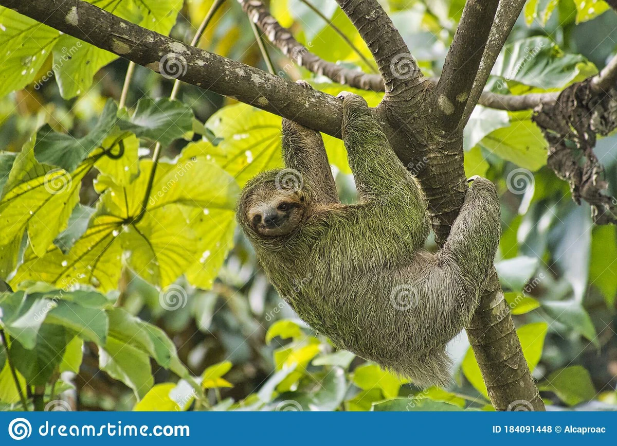 Sloth (playable animal) | Animal Simulator Wiki | Fandom