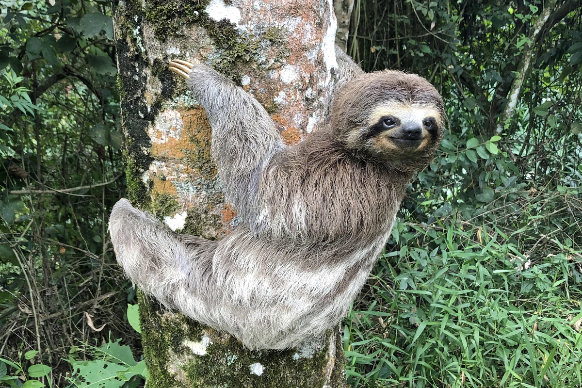 Sloth (enemy) | Animal Simulator Wiki | Fandom