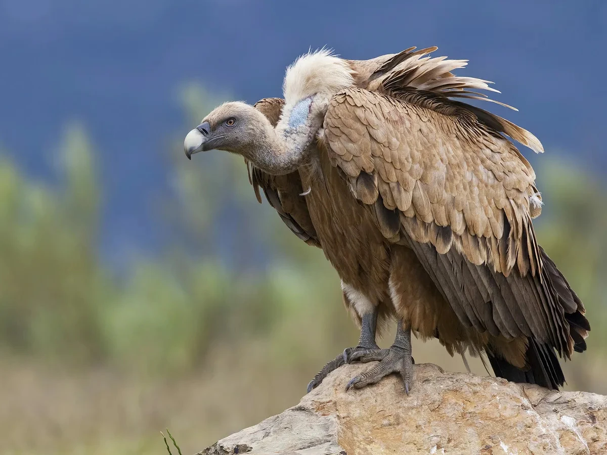 Vulture (enemy) | Animal Simulator Wiki | Fandom