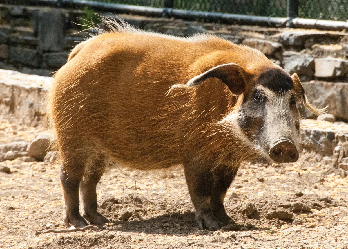 Red river hog | Animal Simulator Wiki | Fandom