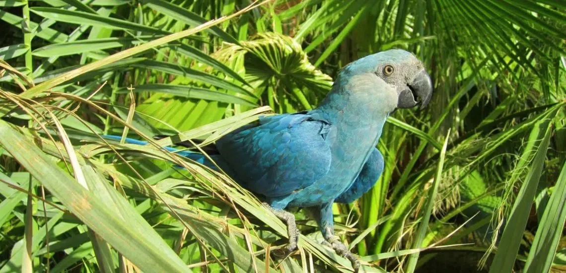 Spix's macaw | Animal Simulator Wiki | Fandom