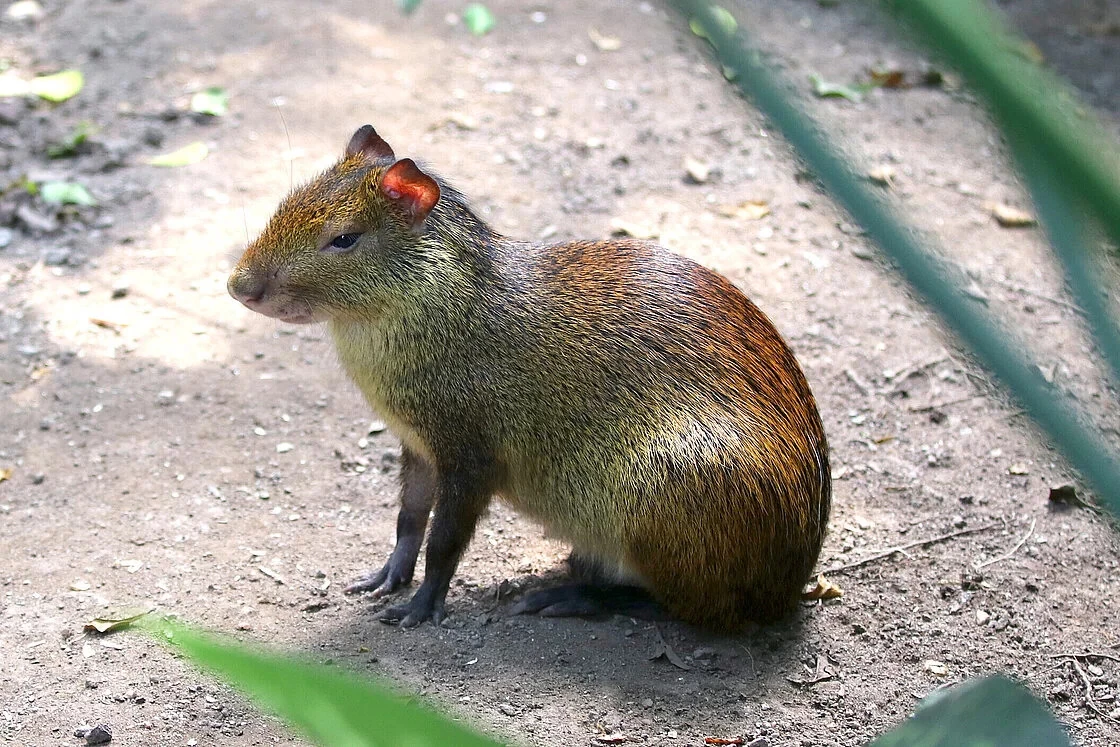 Agouti | Animal Simulator Wiki | Fandom