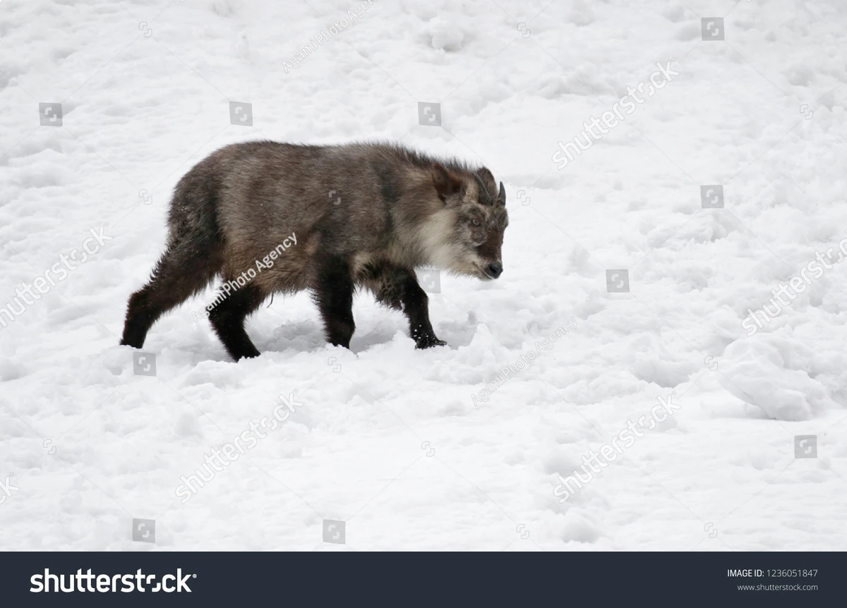 Serow | Animal Simulator Wiki | Fandom