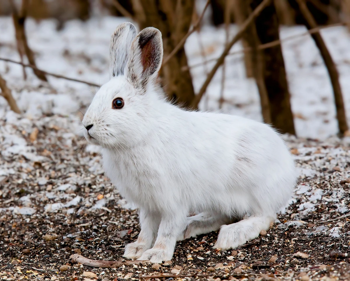 Snowshoe hare | Animal Simulator Wiki | Fandom