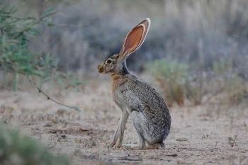 Jackrabbit | Animal Simulator Wiki | Fandom