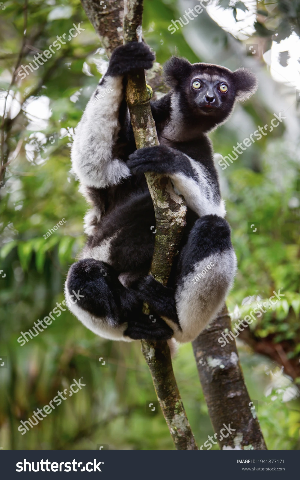 Indri | Animal Simulator Wiki | Fandom