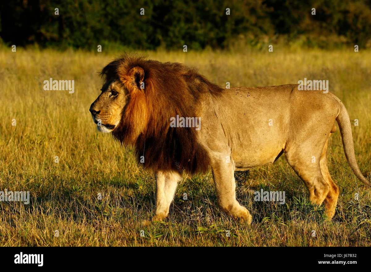 Lion (boss) | Animal Simulator Wiki | Fandom