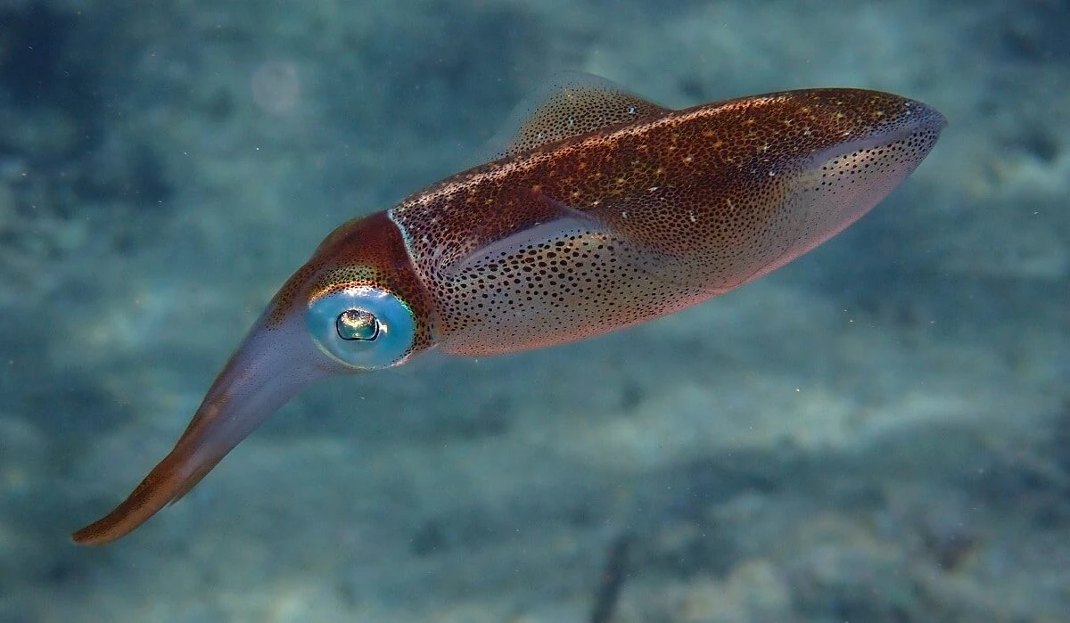 Squid (enemy) | Animal Simulator Wiki | Fandom