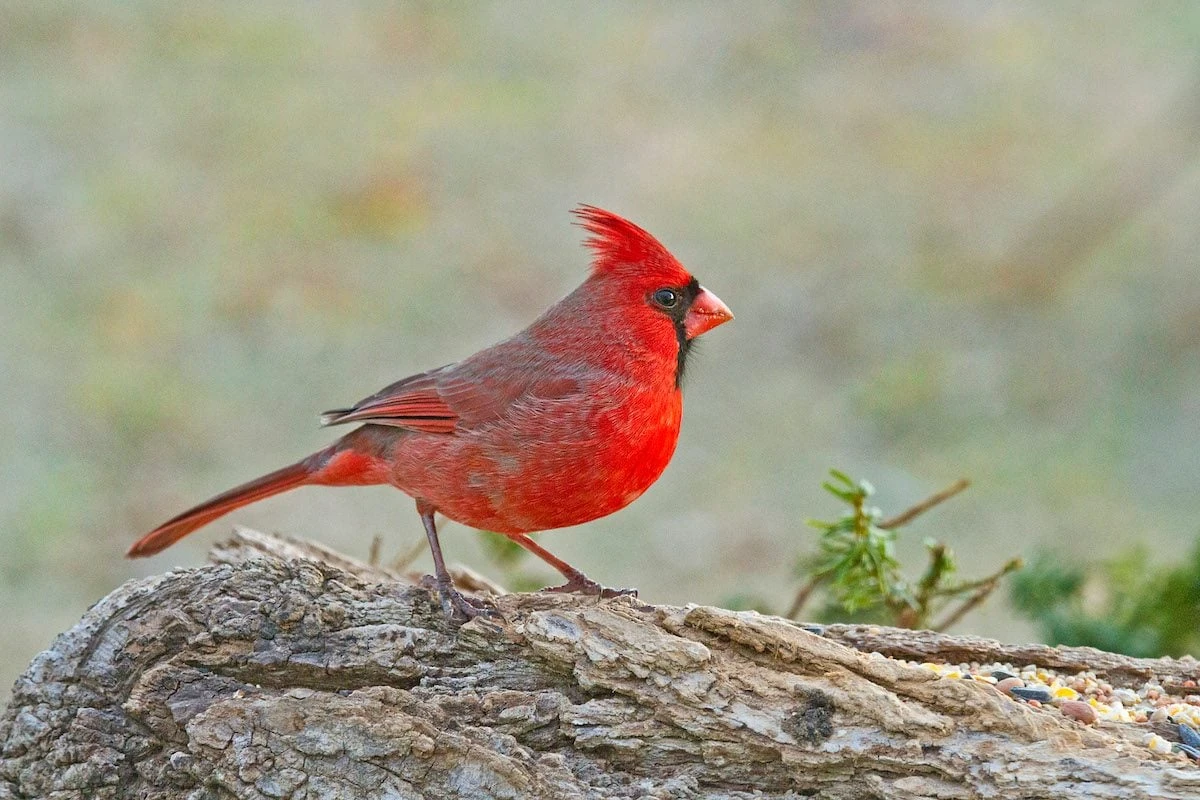 Cardinal | Animal Simulator Wiki | Fandom